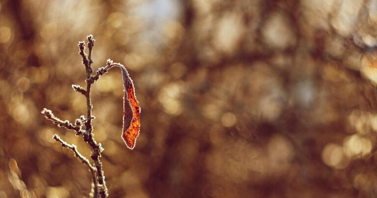 The Role of Empathy in Building Human Connections - SoulSensei Blog